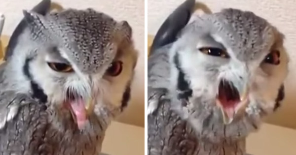 This Drunk Owl is a HOOT! • IttyKitty.com