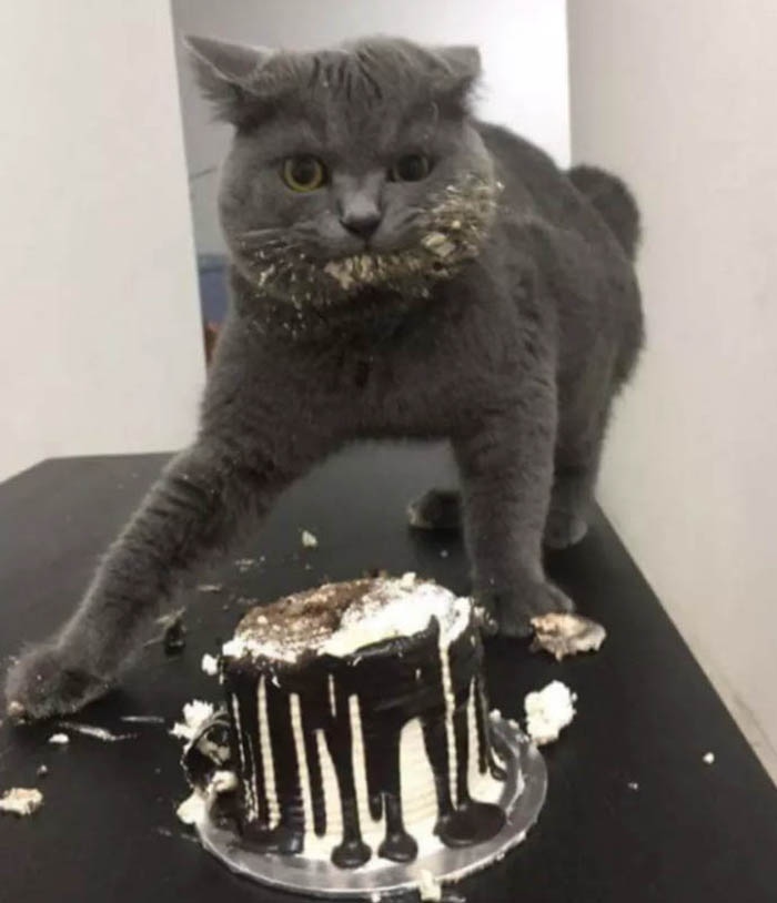 Top 10 Jerk Cats and the Owners Who Love Them Anyway • IttyKitty.com